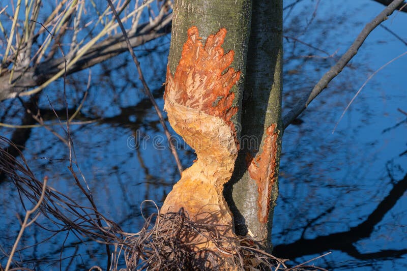 Tree Trunks Gnawed by Beavers. Animal Behavior Stock Image - Image of ...