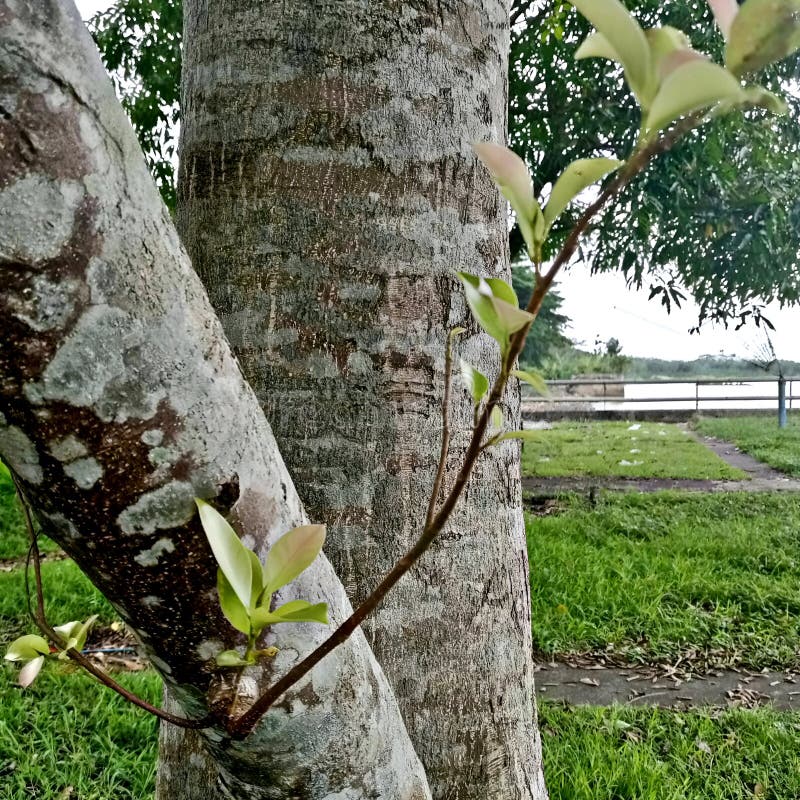 Tree Trunks and Grass in the Garden. Stock Image - Image of tree ...