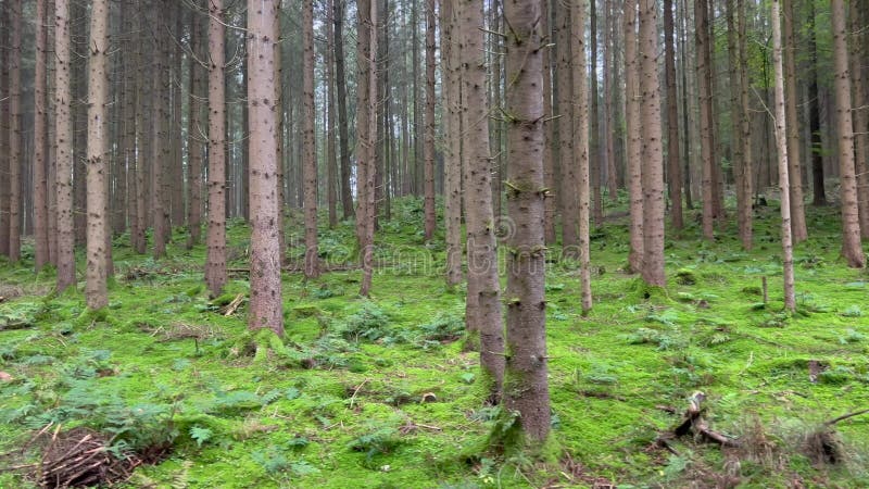 Tree Trunks on Grass Hill in Forest Stock Footage - Video of scenic ...
