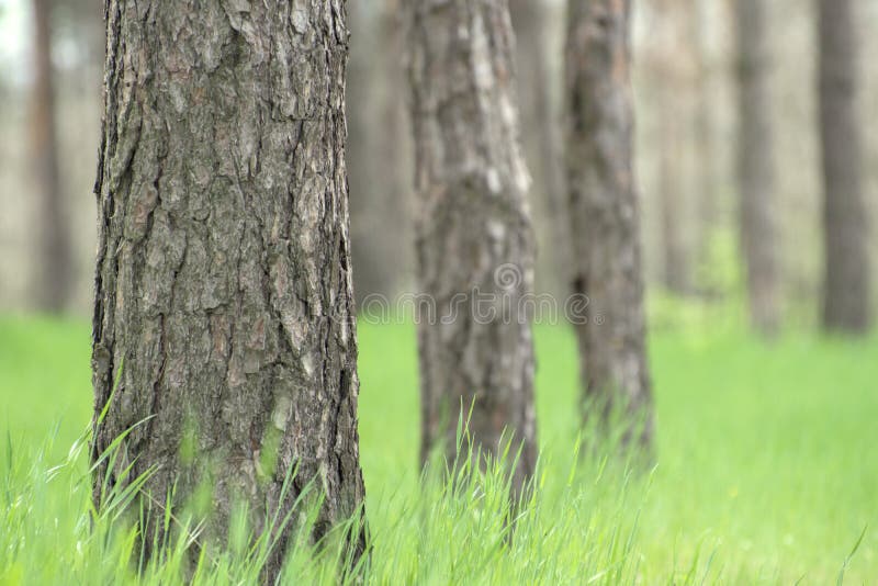 Tree Trunks and Green Grass in a Summer Forest. Background from Grass ...