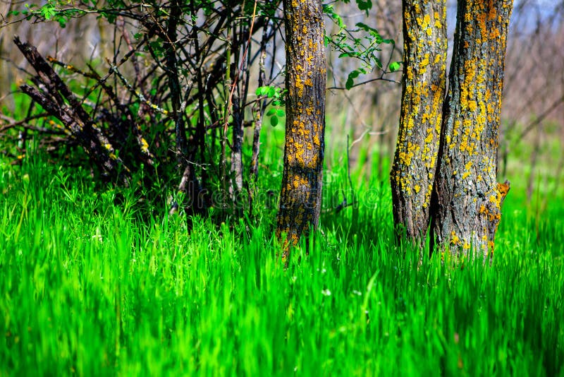 Tree Trunks and Green Grass Stock Image - Image of herb, foliage: 219812877