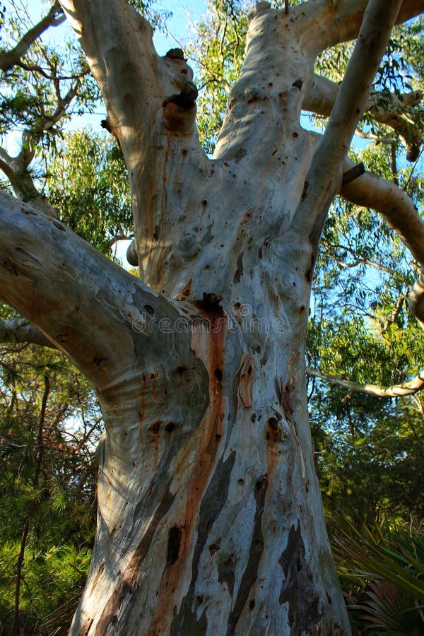 Tree Trunks and Green Vegetation in the Forest Stock Photo - Image of ...