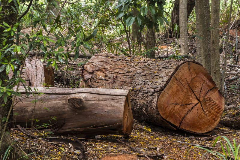 Tree Trunks on the Ground, Cut in a Forest Stock Photo - Image of ...