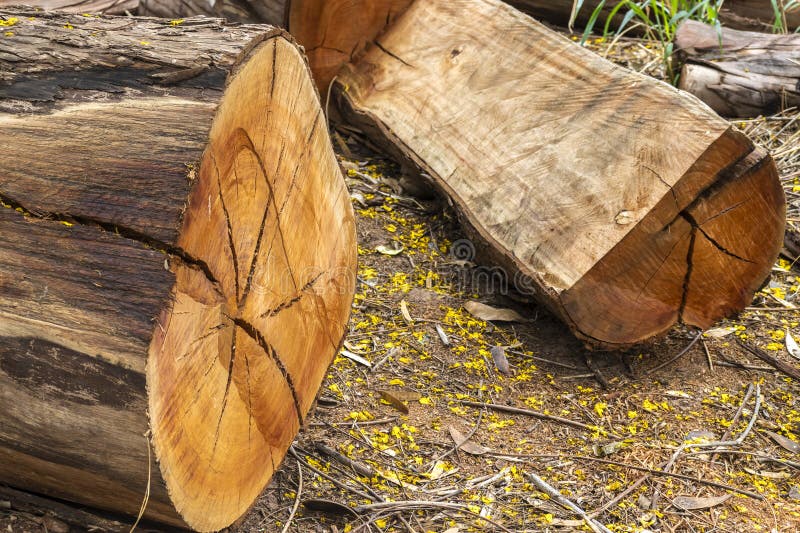 Tree Trunks on the Ground, Cut in a Forest Stock Photo - Image of ...