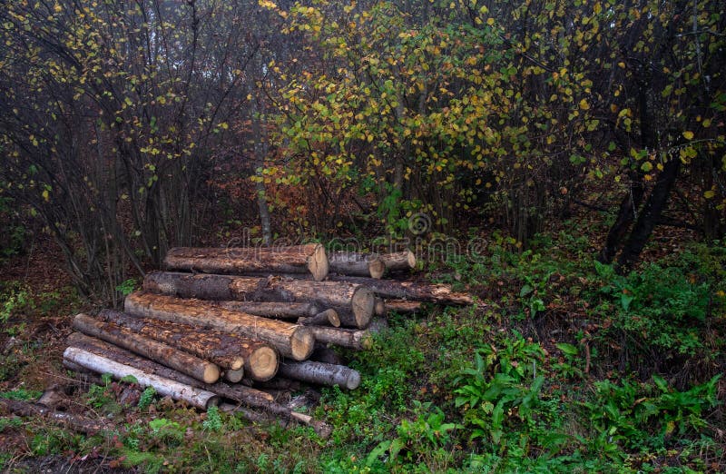 Tree Trunks on Ground in a Forest in Autumn. Wood Pile Firewood ...