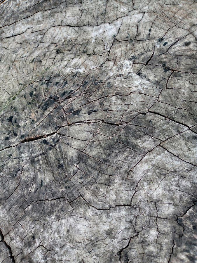 Tree Trunks that Have Been Cut Down Show Their Skin during the Day in ...