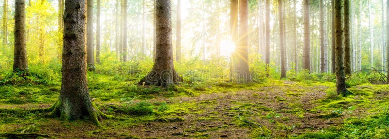 Forest landscape in spring stock photo. Image of green - 96995584