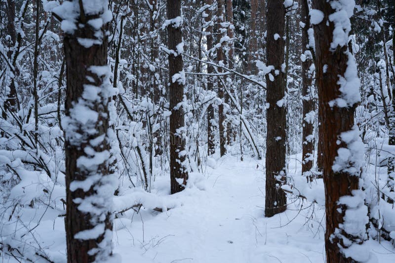 Tree Trunks after Heavy Snow Fall. Winter Forest Stock Photo - Image of ...