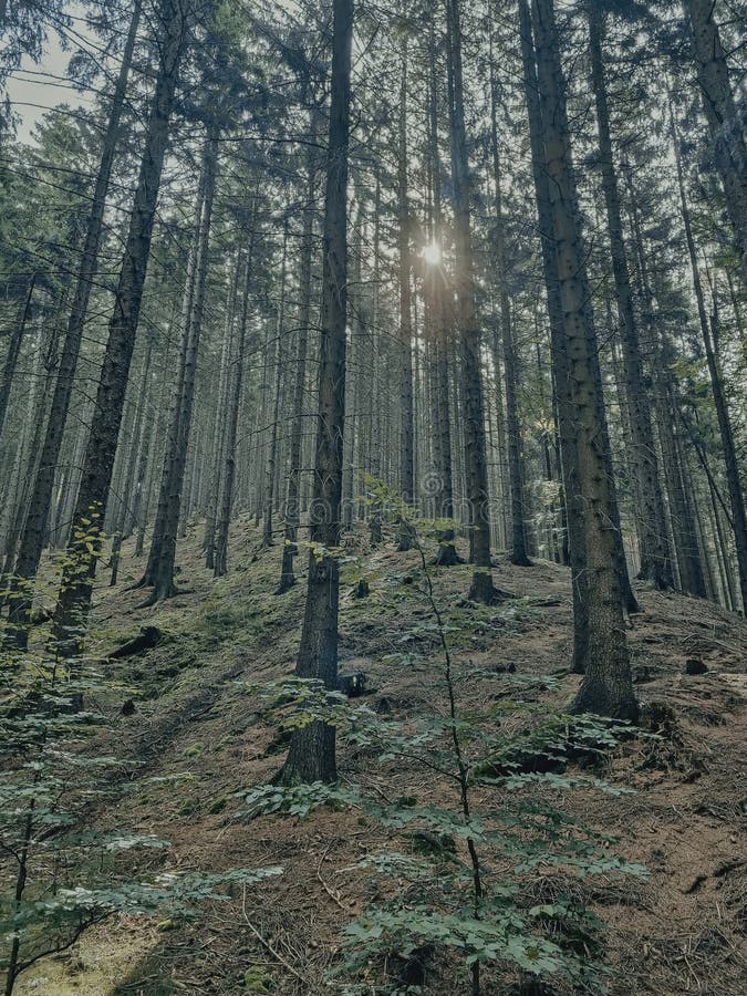 Tree Trunks on a Hill with the Sun Shining through. Stock Image - Image ...