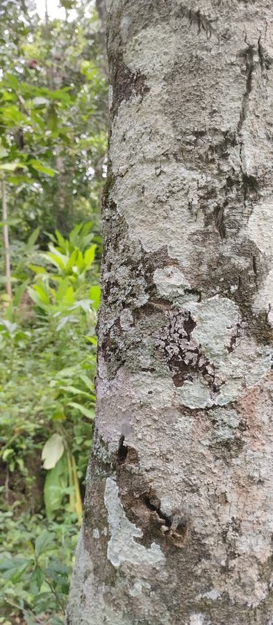 Tree Trunks Infested with Parasites Stock Photo - Image of trunks ...