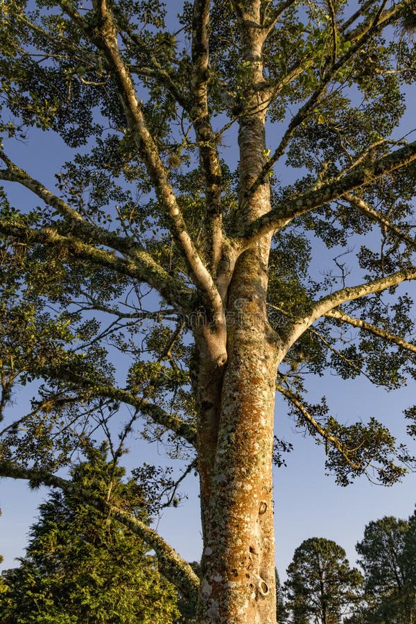 Hugging trees stock image. Image of fineart, green, tropical - 316963437
