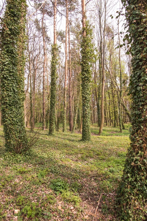 Tree Trunks in the Ivy Covered Forest Stock Photo - Image of trunks ...