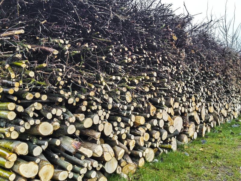 Tree Trunks Layered Up Wooden Pieces on Grass Stock Photo - Image of ...