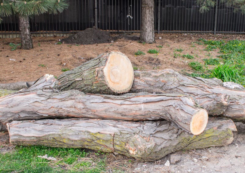 Tree Trunks stock photo. Image of tree, logs, trunk, trunks - 93072162