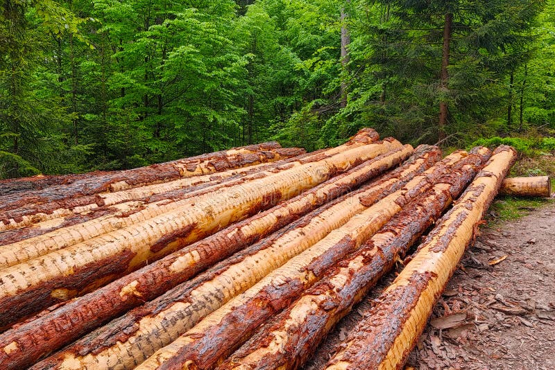 Tree Trunks Lie in a Heap. Deforestation. Timber Mining Stock Photo ...