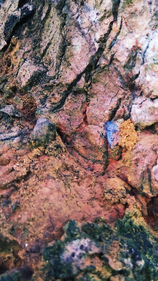 Tree trunks stock photo. Image of trunks, abstract, tree - 136289380