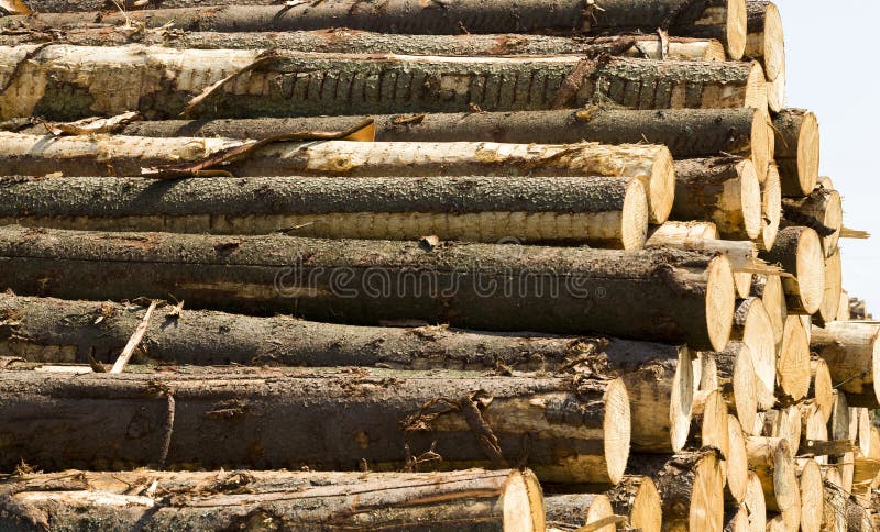 Tree trunks during logging stock image. Image of bark - 223249935