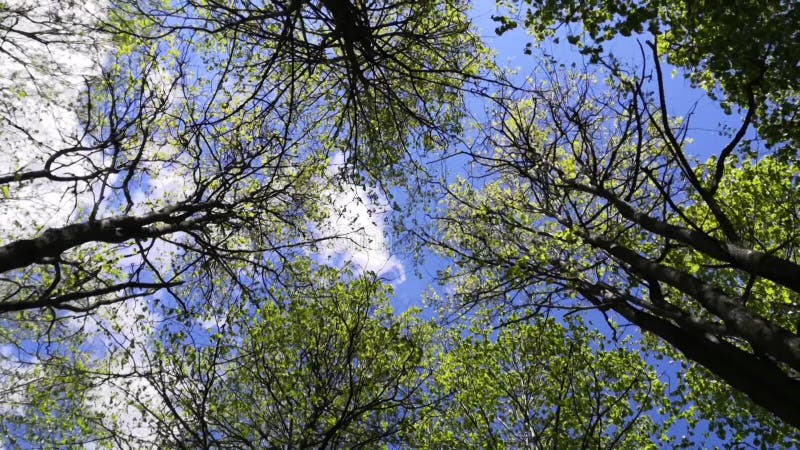 Tree Trunks Look Up at the Sky on a May Day, Birds Sing and Fly. Stock ...