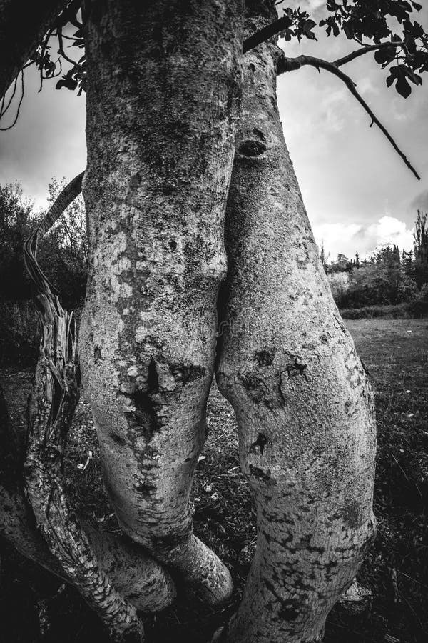 Human shaped trees hugging stock image. Image of season - 115409317