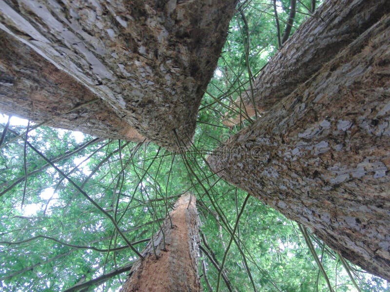 Between Tree Trunks stock image. Image of tree, looking - 151310869