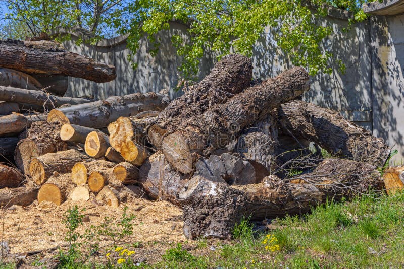 Tree Trunks Lumber stock photo. Image of wood, industrial - 245495352