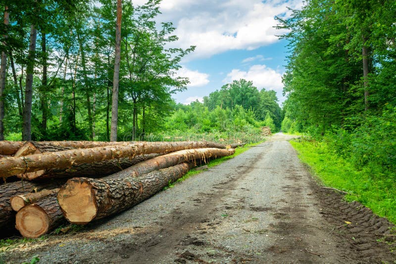 Tree Trunks Lying by the Road in the Forest Stock Photo - Image of ...
