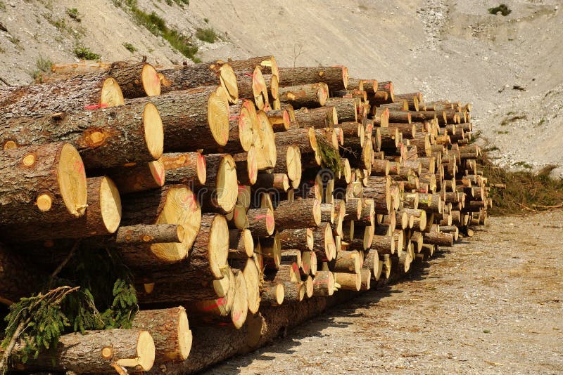 Tree Trunks stock image. Image of dying, felled, evergreen - 58426869