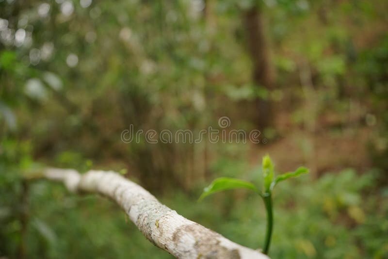 Tree Trunks in the Middle of the Forest Stock Photo - Image of midle ...
