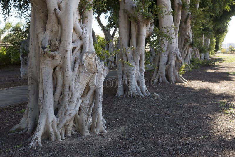The Shape of the Trees is Unusually Interesting Stock Image - Image of ...