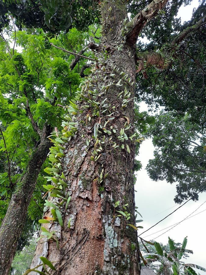 Tree trunks with mistletoe stock image. Image of trunk - 261828817
