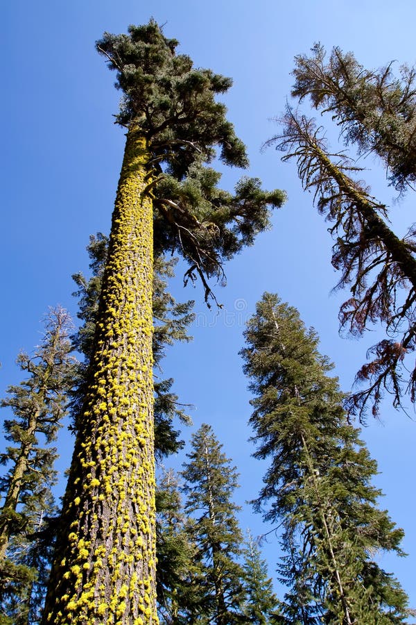 Tree trunks with moss stock image. Image of moss, wilderness - 13205513