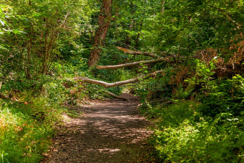 Tree Trunks Obstructing a Pedestrian Dirt Road in the Middle of the ...