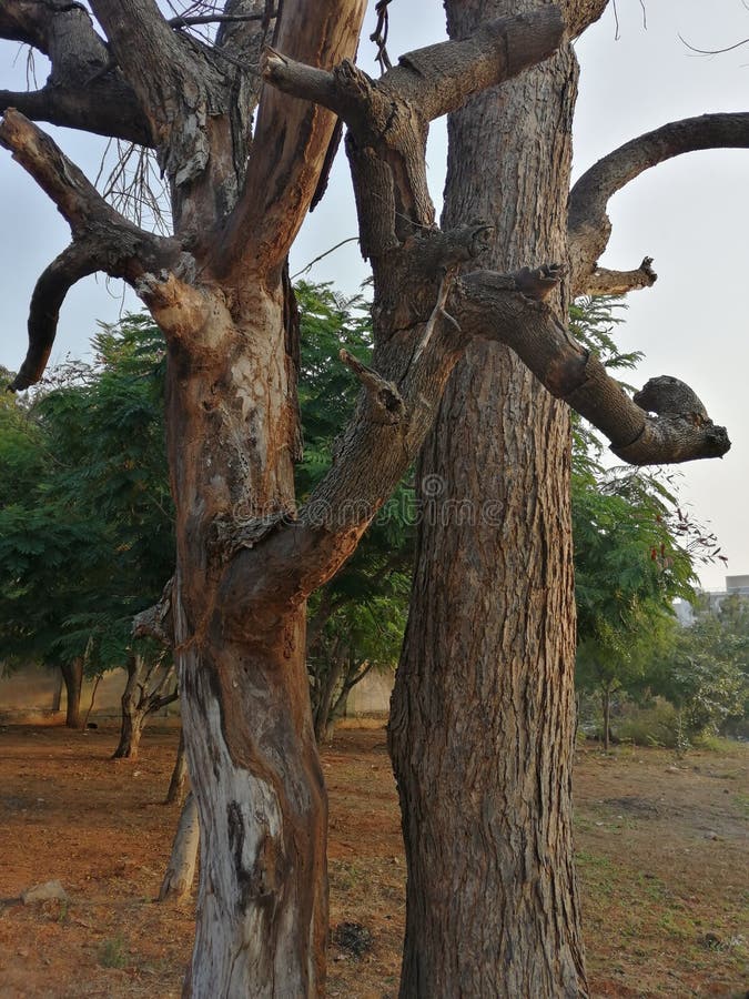 Tree Trunks Parallel To Each Other Stock Image - Image of trunks, tree ...