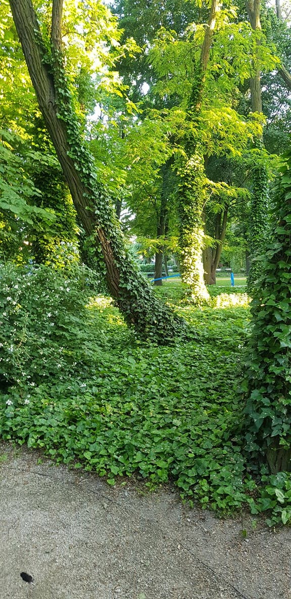 Tree Trunks in the Park are Covered with Ivy Stock Photo - Image of ...