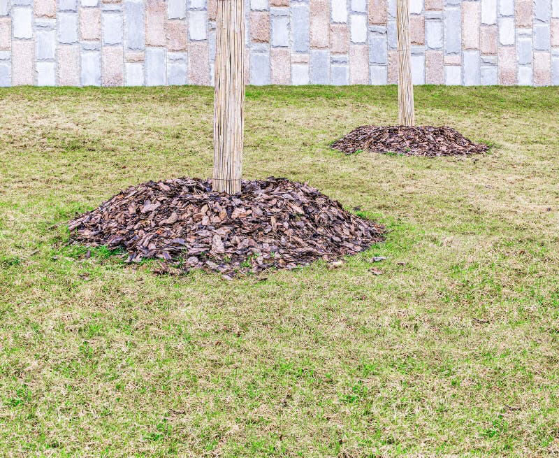 Tree trunks in park stock photo. Image of spring, plant - 212127662