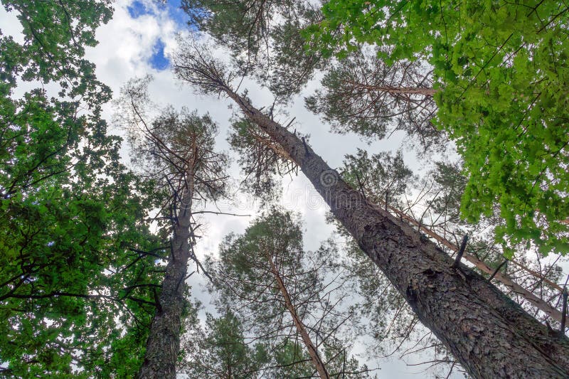 Tree Trunks Photographed from the Lower Point Stock Photo - Image of ...