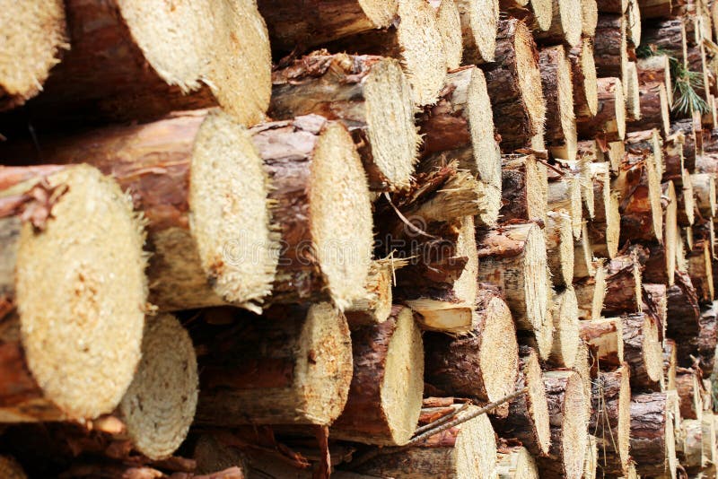 Stacked tree trunks stock photo. Image of industries - 41664522