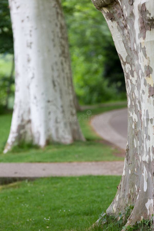 Tree Trunks of Plane Trees in a Park Stock Photo - Image of autumn ...