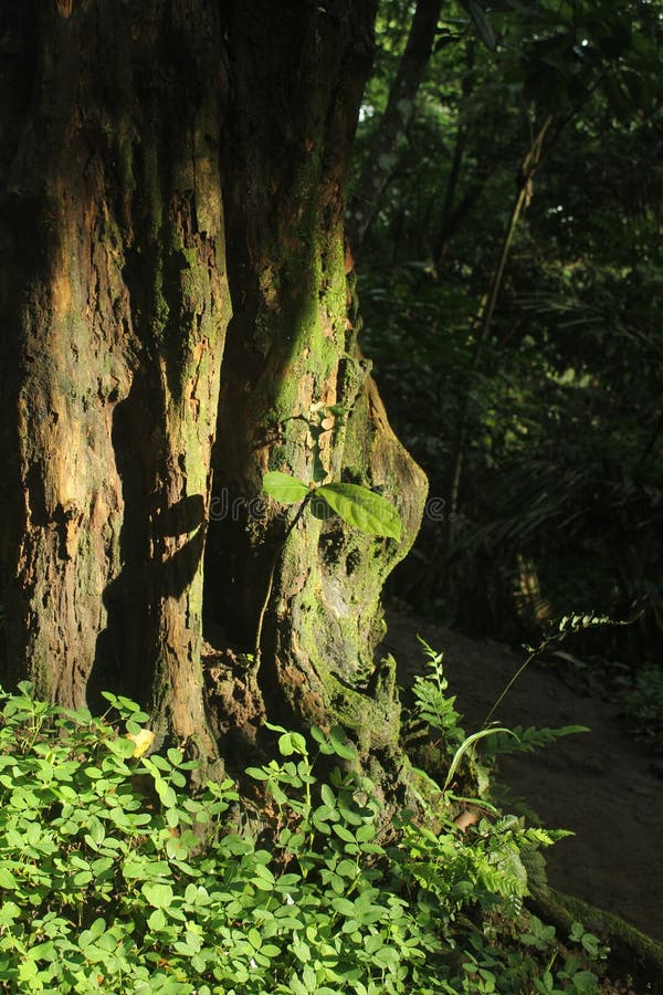 Tree Trunks and Plants Exposed To Morning Sunlight Stock Image - Image ...