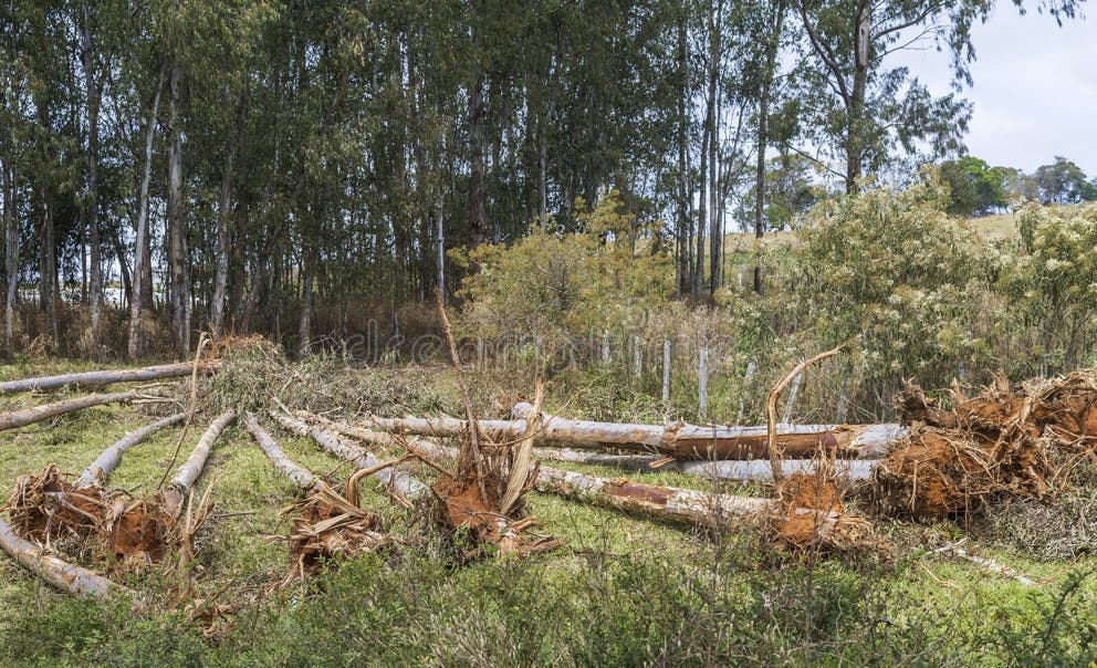 Tree Trunks Recently Cut Down in a Forest, Brazil. Deforestation. Stock ...