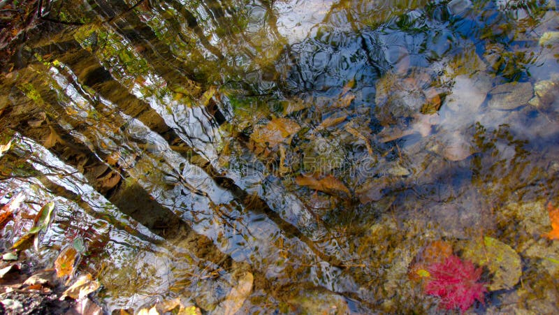Tree Trunks Reflected in Calm Shallow Stream Waters Stock Photo - Image ...