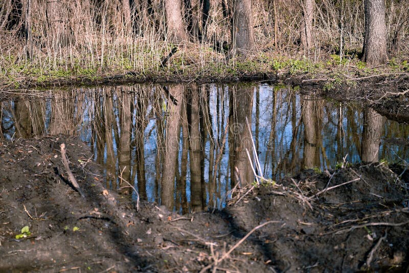 Tree Trunks are Reflected in a Construction Trench Filled with Water ...