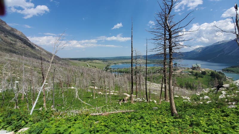 Tree Trunks Remain after a Forest Fire Stock Photo - Image of landscape ...
