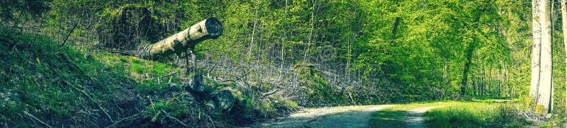 Tree trunks by the road stock image. Image of green, nature - 72883767