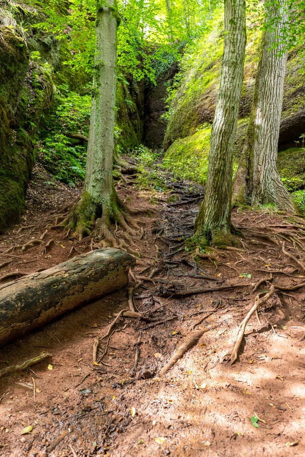 Tree Trunks with Roots and Rocks in the Drachenschlucht Stock Photo ...