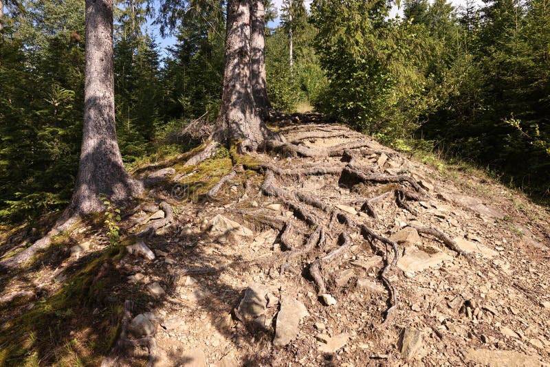 Tree Trunks Roots Visible Ground Forest Stock Photos - Free & Royalty ...