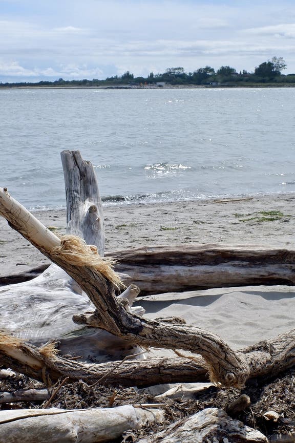 Tree Trunk on the Seashore of a Beach Stock Image - Image of island ...