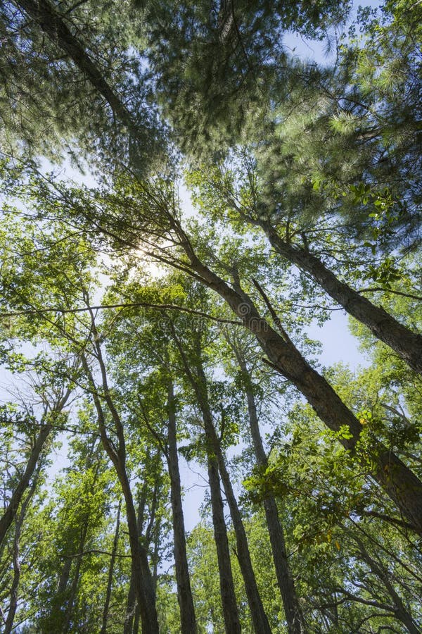 Tree Trunks Seen from Below. Stock Image - Image of jungle, environment ...