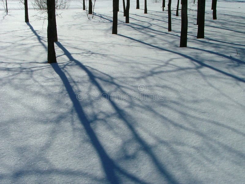 Tree trunks and shadows stock image. Image of shade, branch - 121543