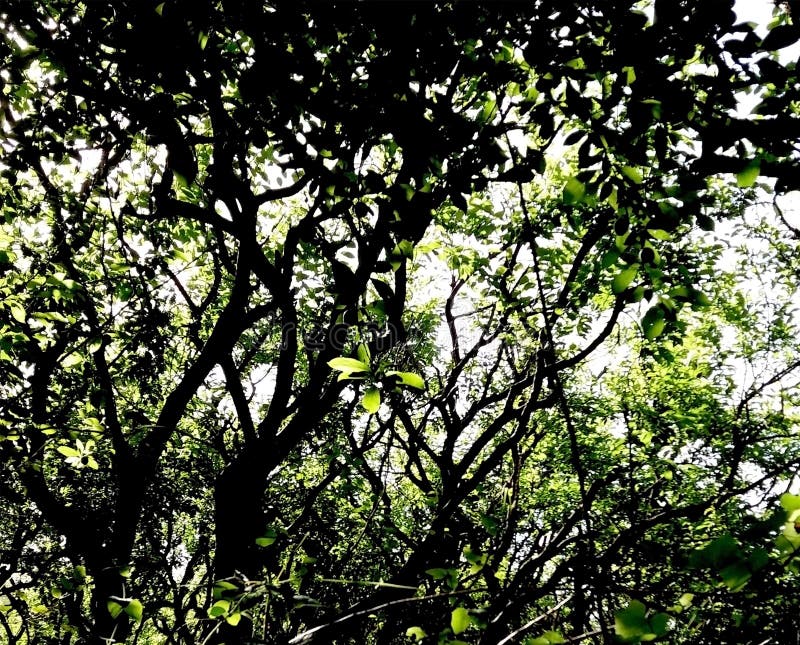 Tree trunks and shade stock photo. Image of veins, green - 150047094